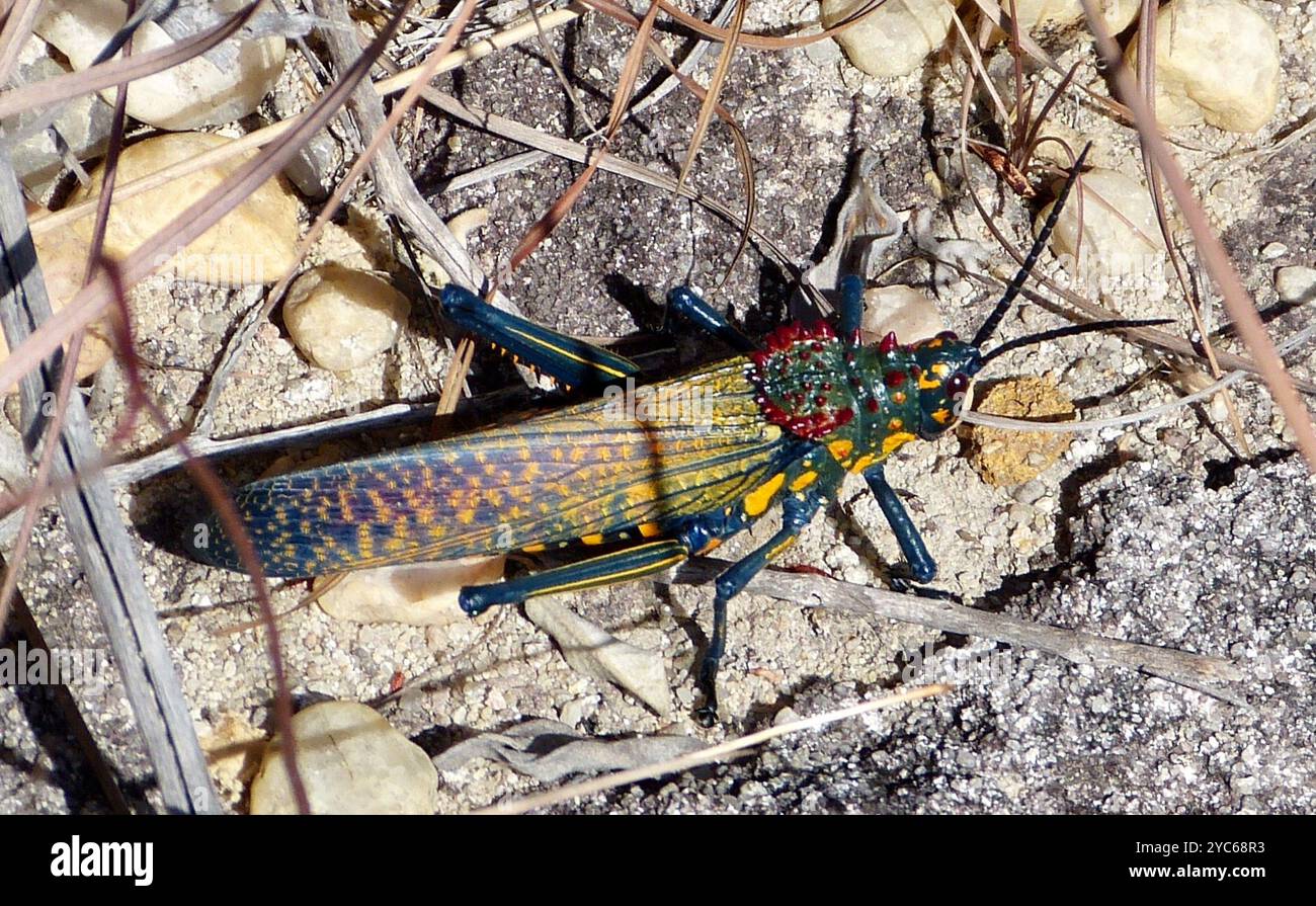 Rainbow Milkweed Locust (Phymateus saxosus) Insecta Stock Photo - Alamy