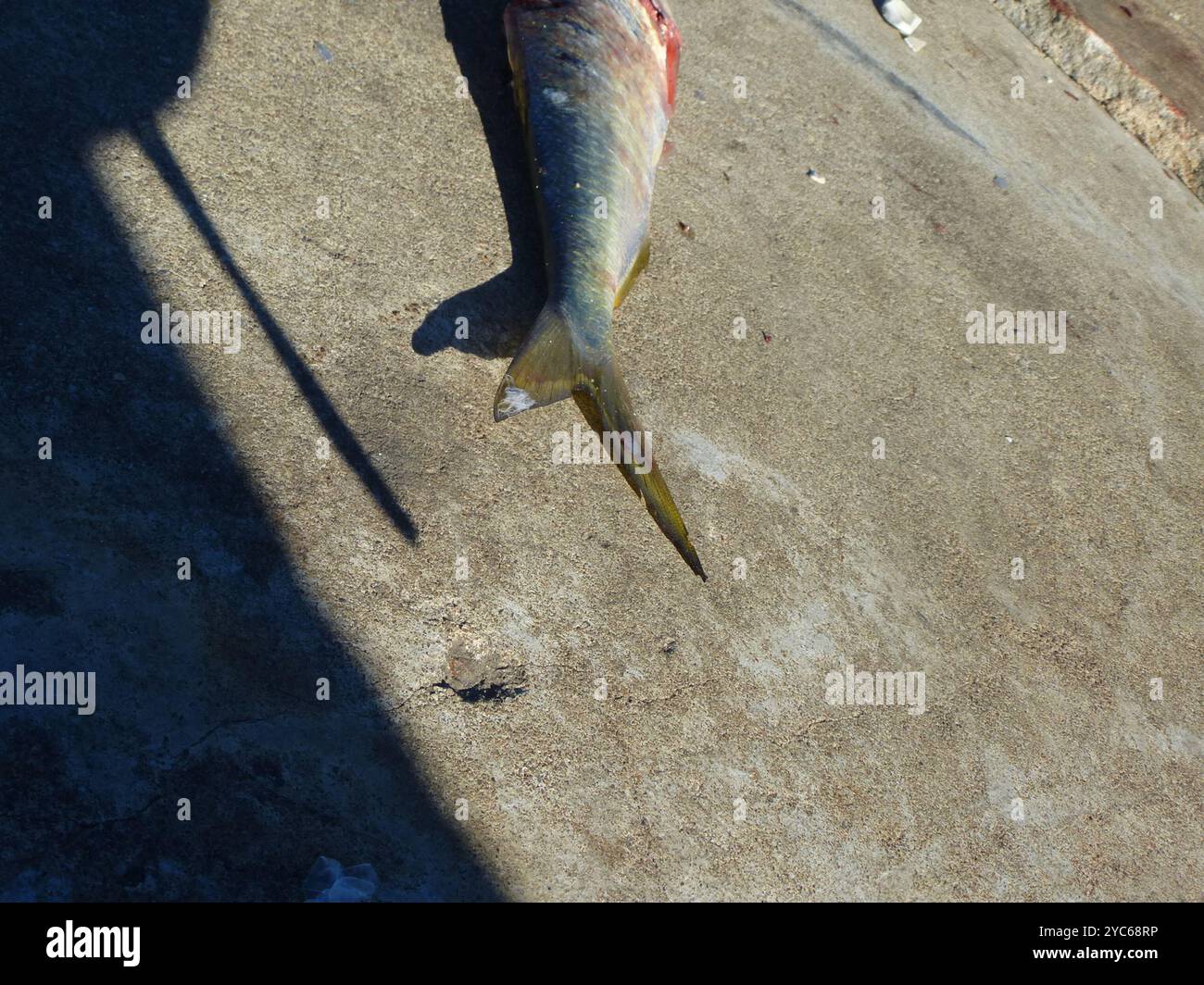 Atlantic Menhaden (Brevoortia tyrannus) Actinopterygii Stock Photo - Alamy