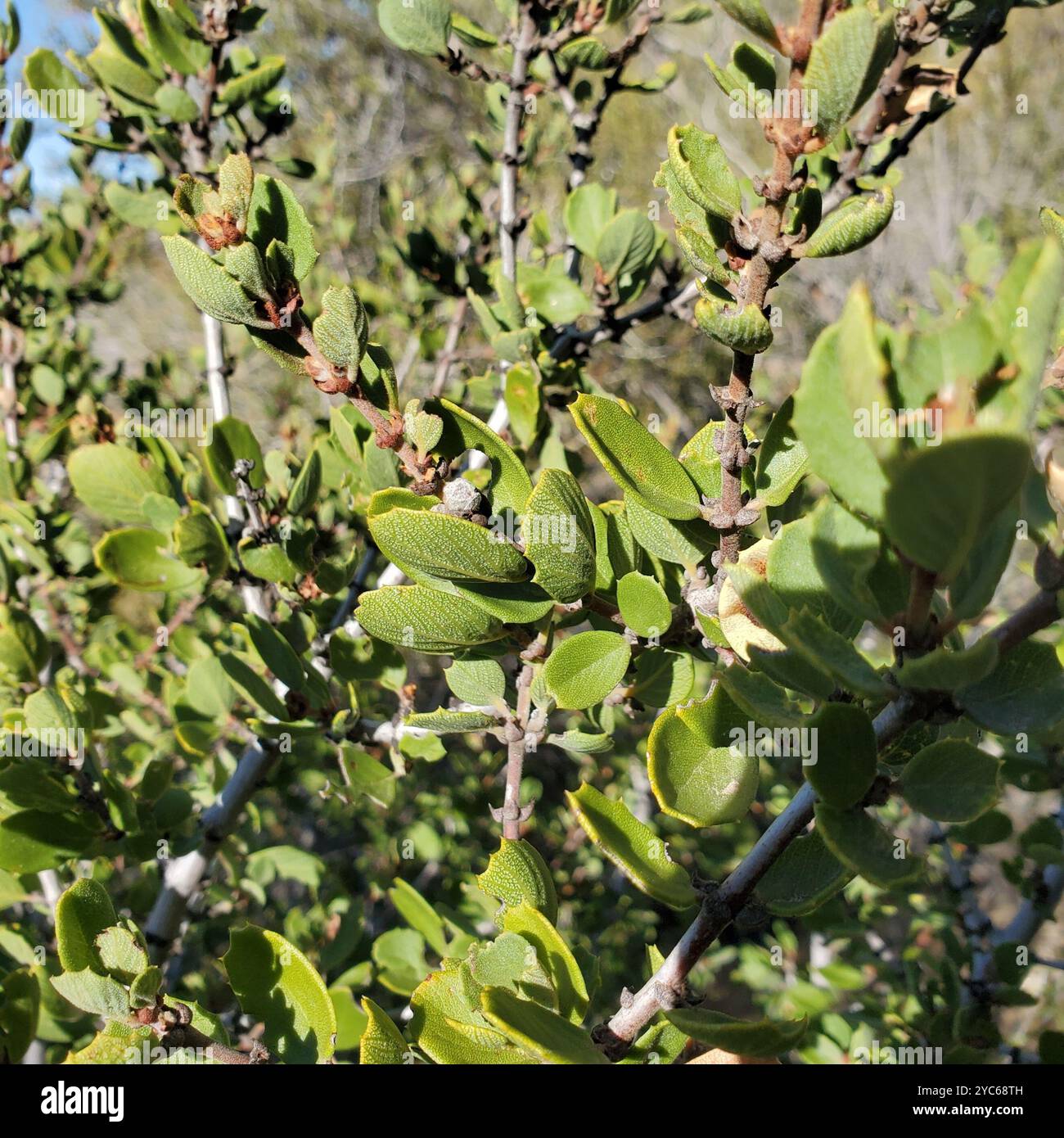 Cupped Leaf Ceanothus (Ceanothus perplexans) Plantae Stock Photo - Alamy