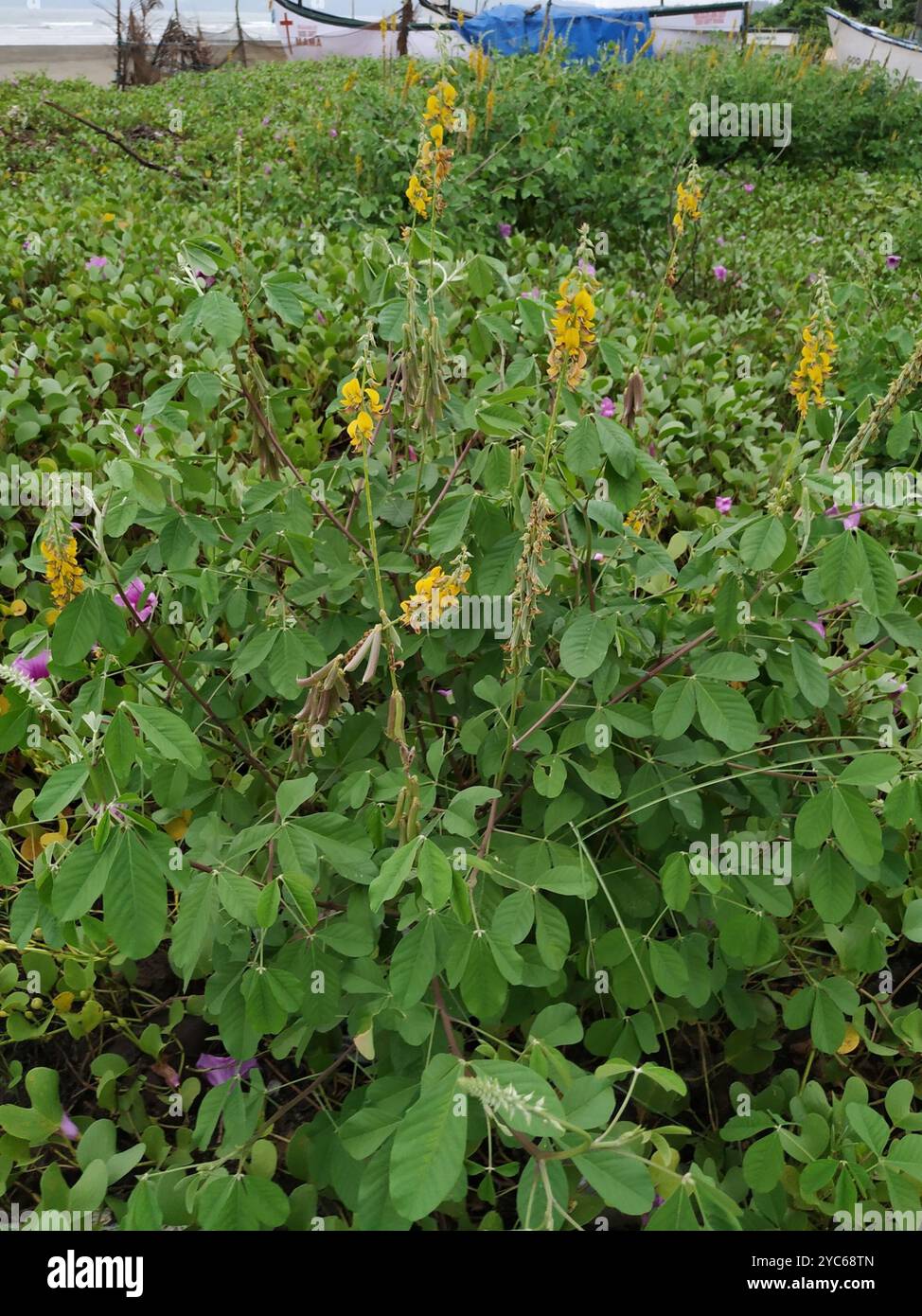 Streaked Rattlepod (Crotalaria pallida) Plantae Stock Photo - Alamy
