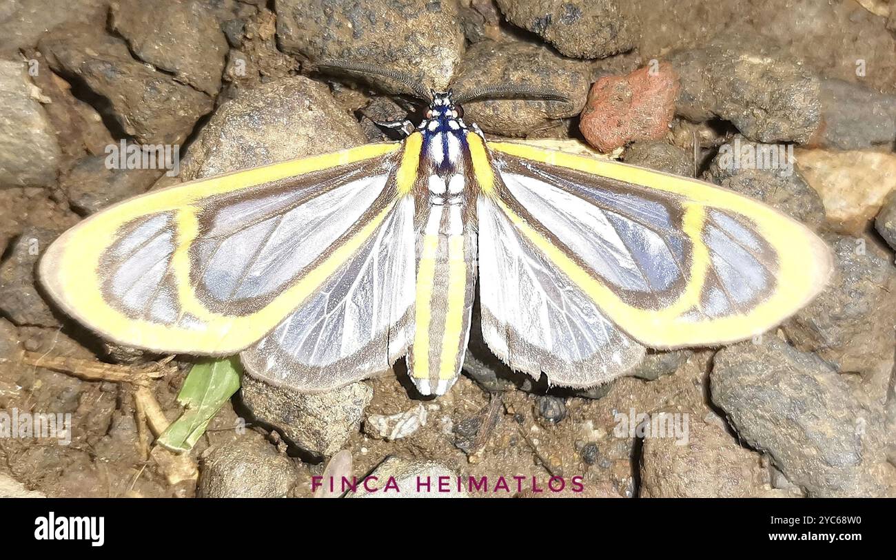 (Hyalurga fenestra) Insecta Stock Photo - Alamy