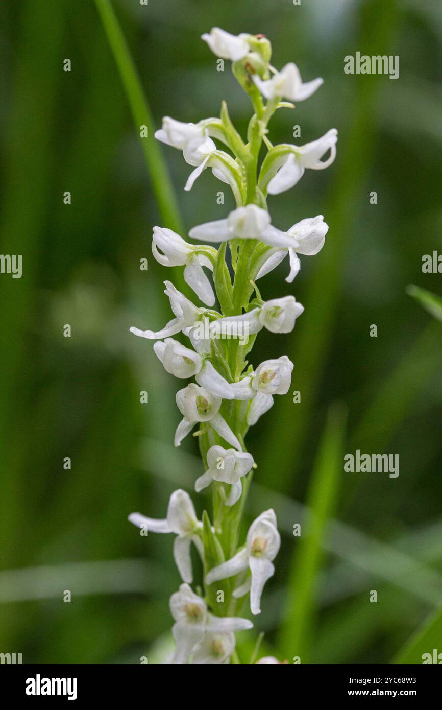 white bog orchid (Platanthera dilatata) Plantae Stock Photo - Alamy