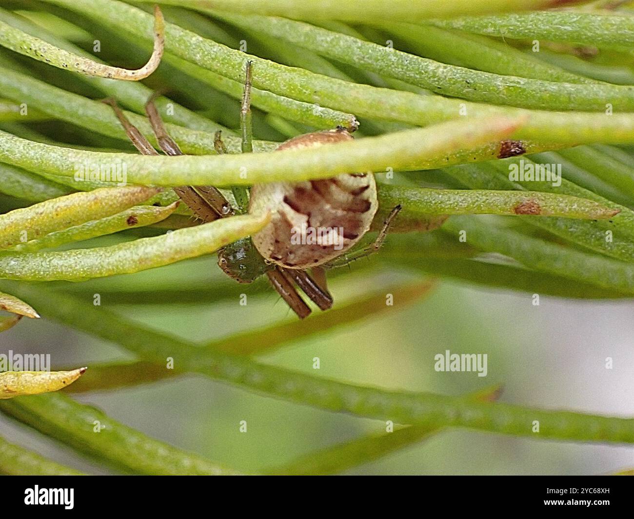 African Mask spider (Synema imitatrix) Arachnida Stock Photo - Alamy