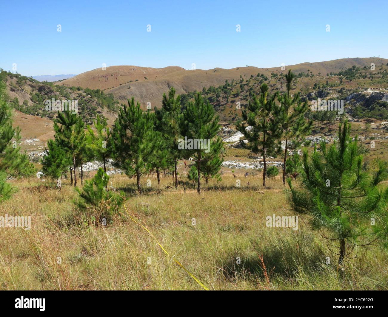 Pinus kesiya hi-res stock photography and images - Alamy