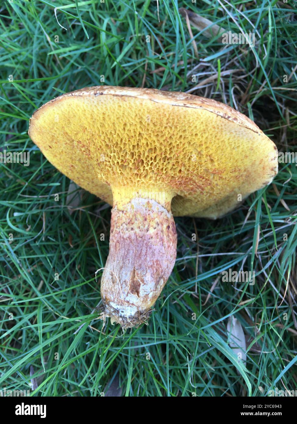 Western Painted Suillus (Suillus lakei) Fungi Stock Photo - Alamy