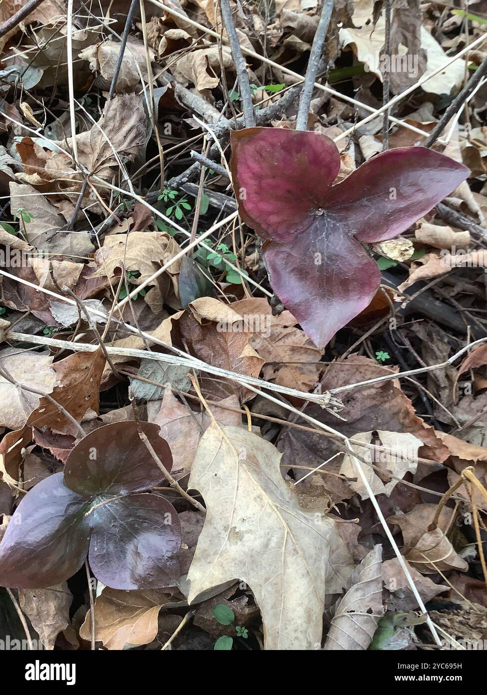 sharp-lobed hepatica (Hepatica acutiloba) Plantae Stock Photo - Alamy