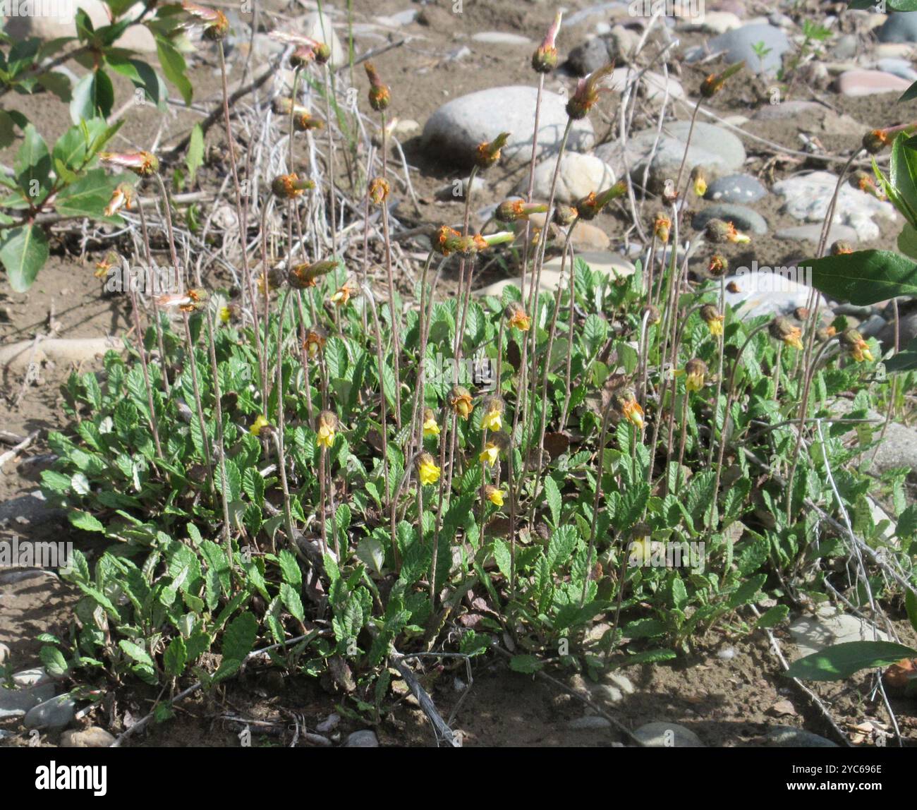 Yellow Mountain-avens (Dryas drummondii) Plantae Stock Photo - Alamy