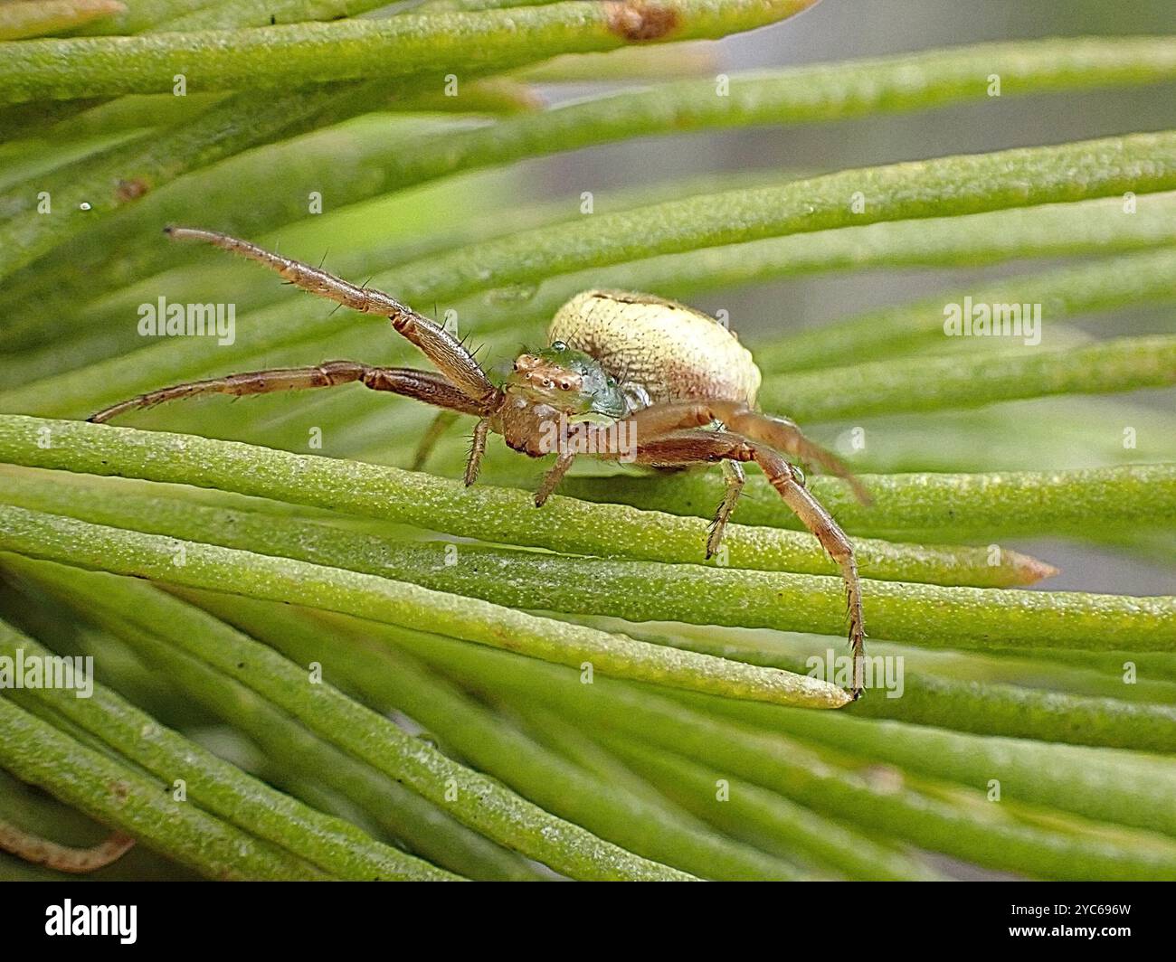 African Mask spider (Synema imitatrix) Arachnida Stock Photo - Alamy
