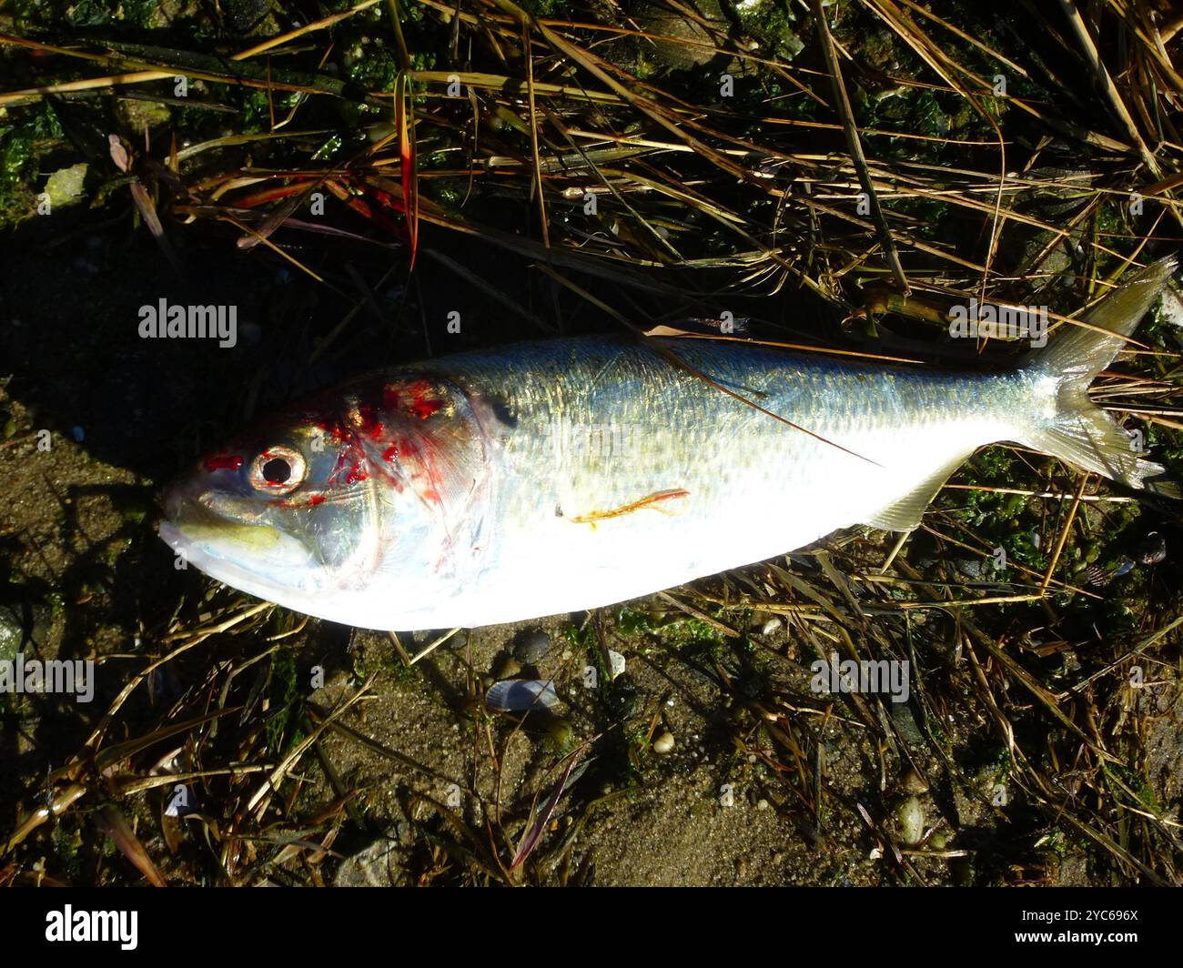 Atlantic Menhaden (Brevoortia tyrannus) Actinopterygii Stock Photo - Alamy