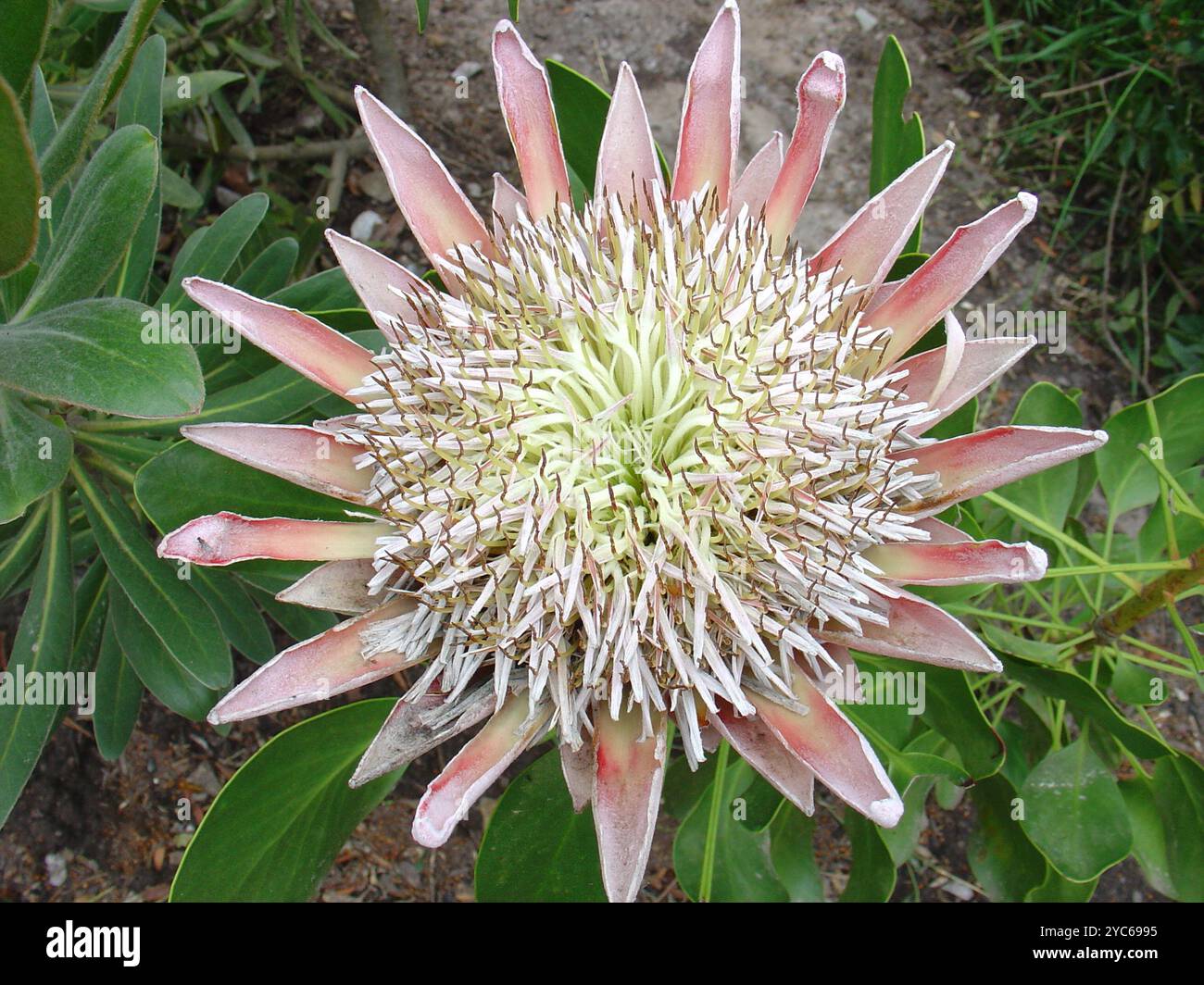 King Protea (Protea cynaroides) Plantae Stock Photo - Alamy
