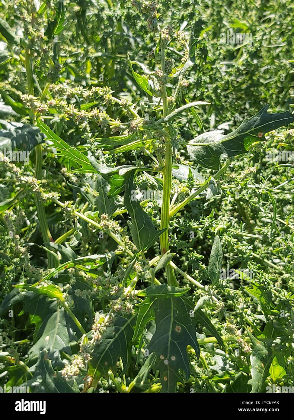 Creeping Saltbush (Atriplex prostrata) Plantae Stock Photo - Alamy