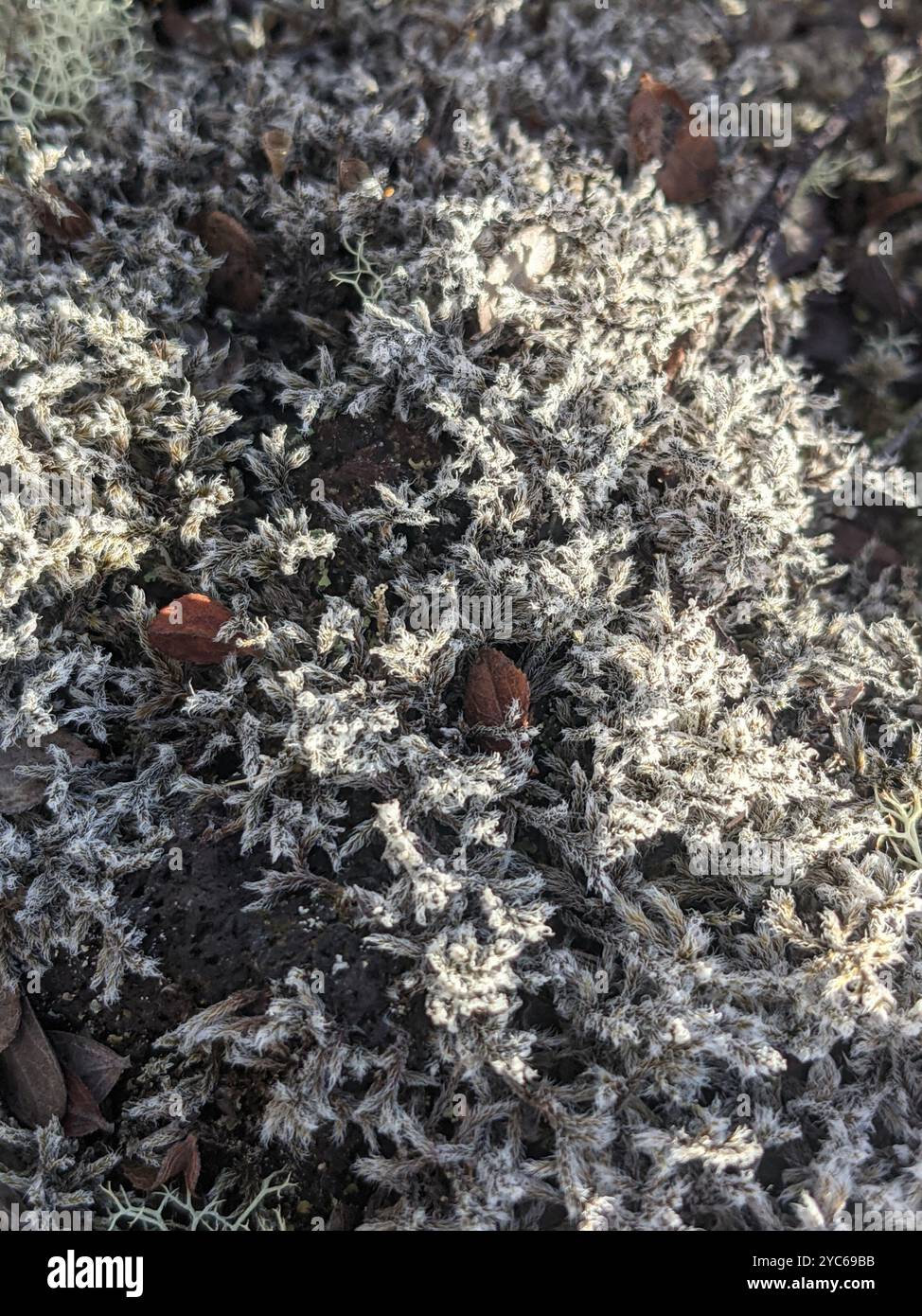 Woolly Fringe-moss (Racomitrium lanuginosum) Plantae Stock Photo - Alamy