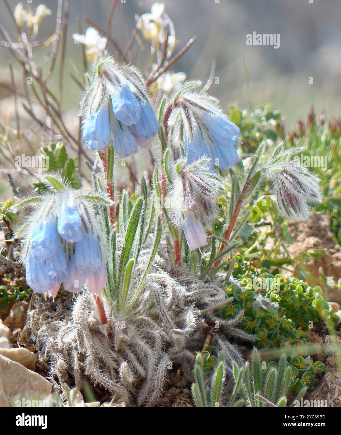 (Onosma nana) Plantae Stock Photo - Alamy