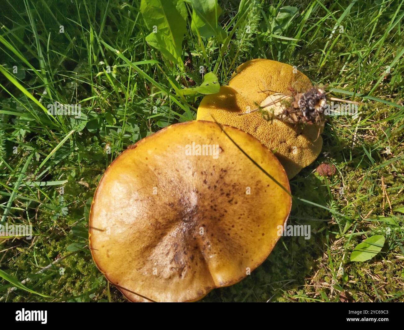 Larch Bolete (Suillus grevillei) Fungi Stock Photo - Alamy