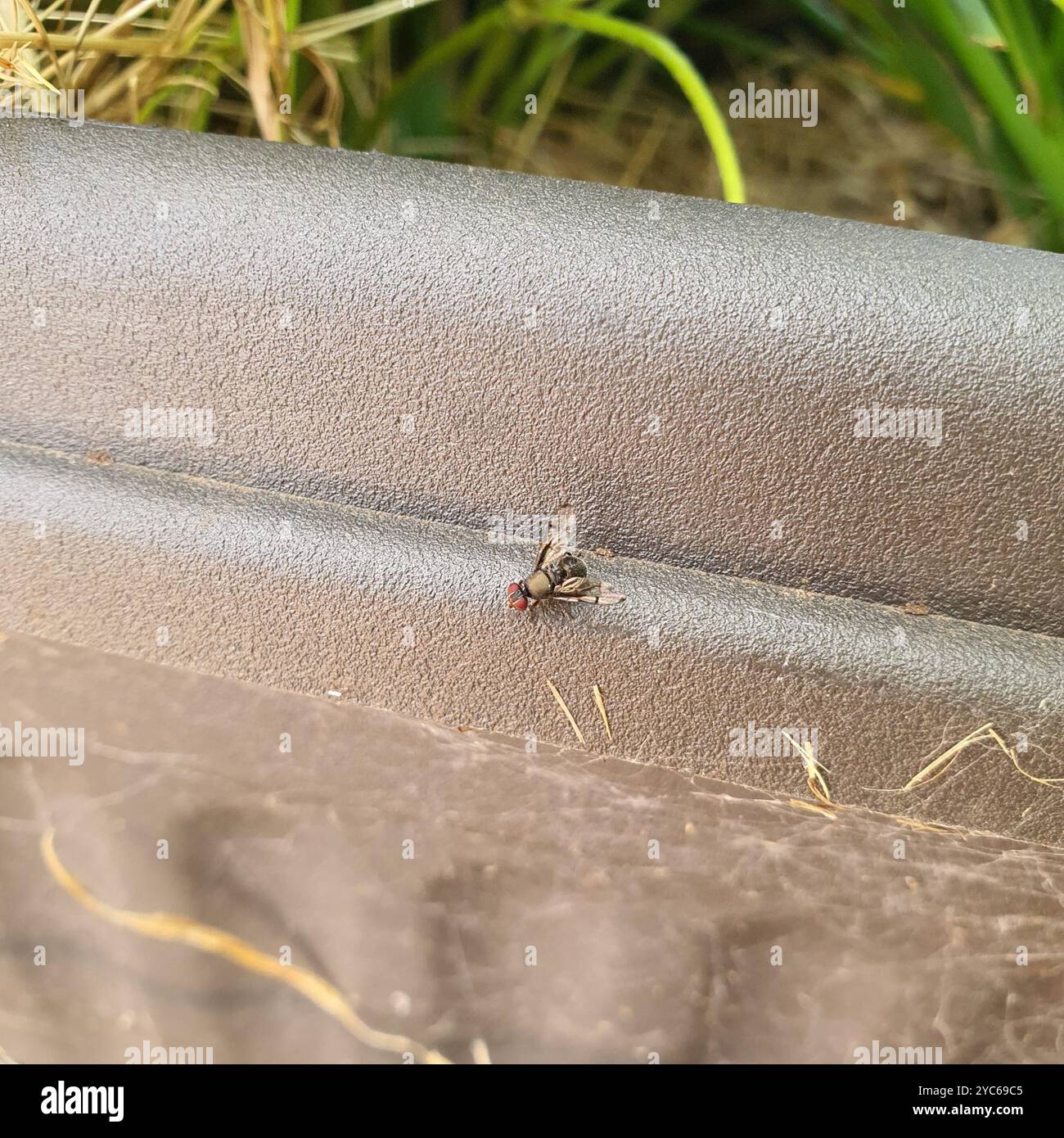 Signal Flies (Platystomatidae) Insecta Stock Photo - Alamy