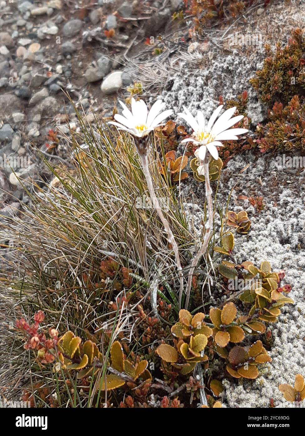 Common Mountain Daisy (Celmisia gracilenta) Plantae Stock Photo - Alamy