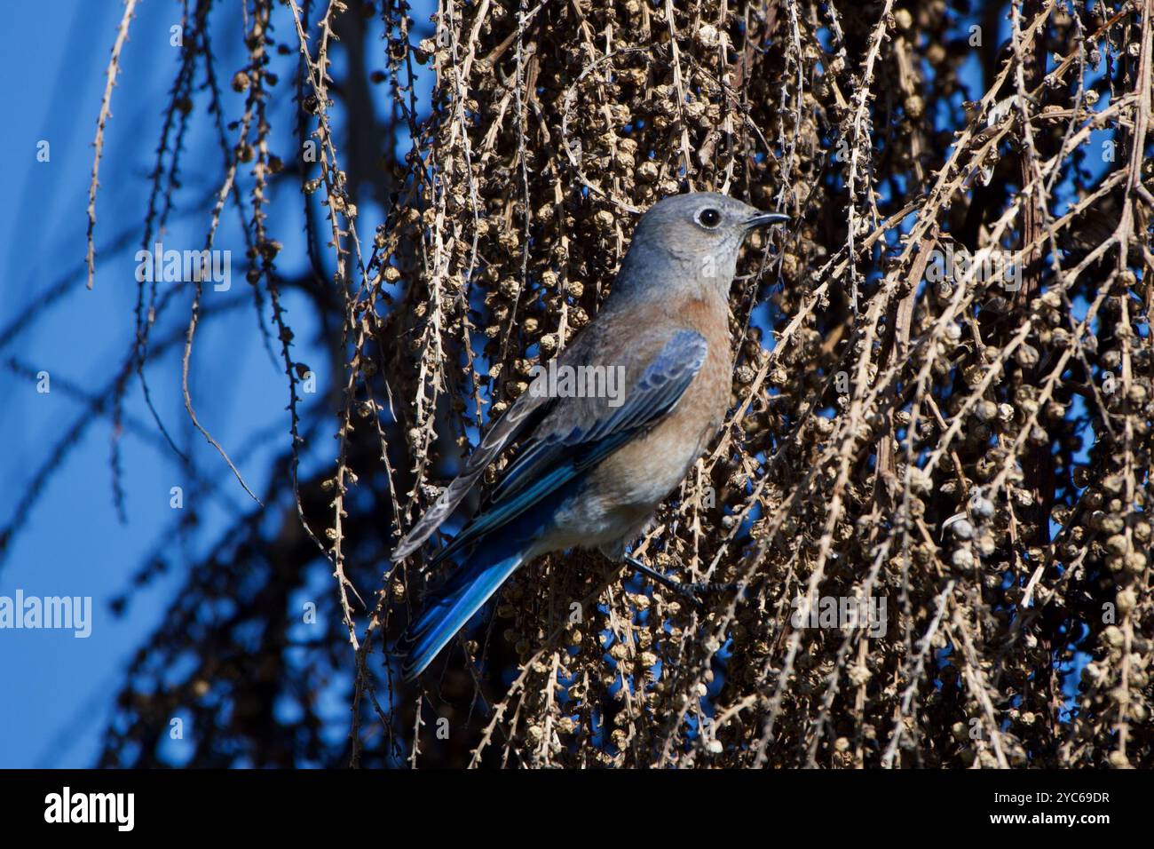 Western Bluebird (Sialia mexicana) Aves Stock Photo - Alamy