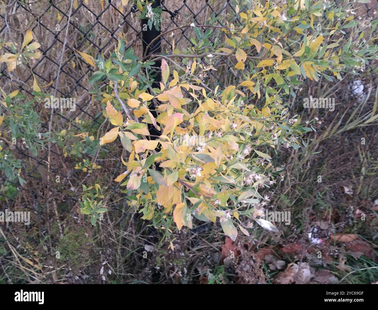 groundsel tree (Baccharis halimifolia) Plantae Stock Photo - Alamy