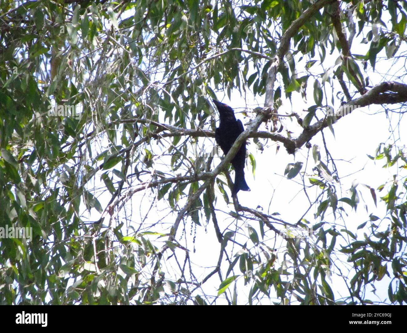 Spangled Drongo (Dicrurus bracteatus) Aves Stock Photo - Alamy