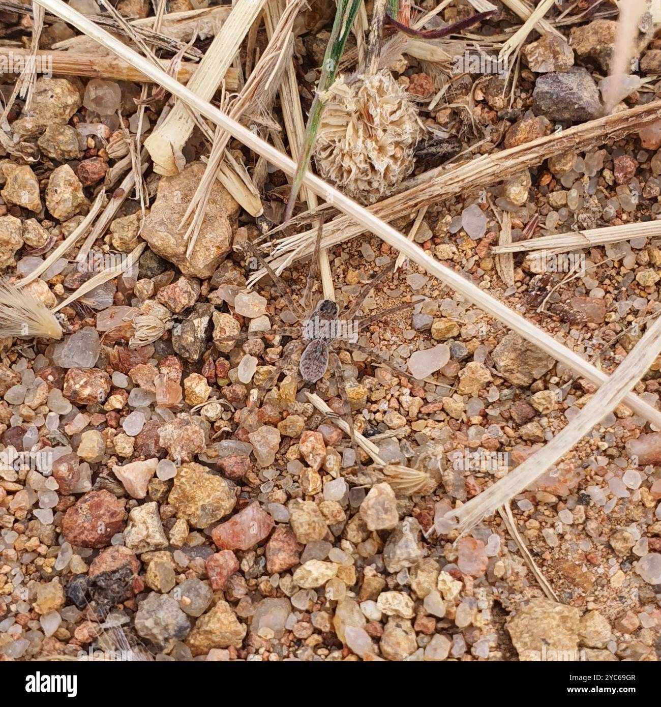 Wolf Spiders and Allies (Lycosoidea) Arachnida Stock Photo - Alamy