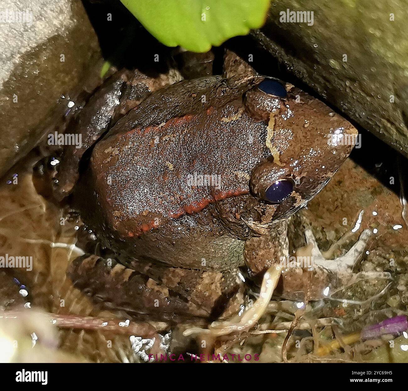 Southern Frogs (Leptodactylidae) Amphibia Stock Photo - Alamy