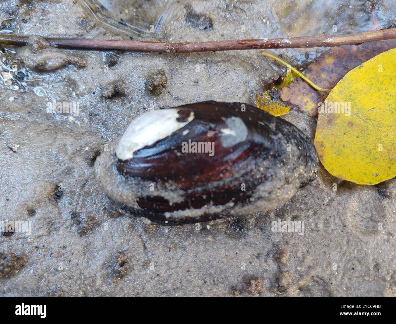Florida Spike (Elliptio jayensis) Mollusca Stock Photo - Alamy