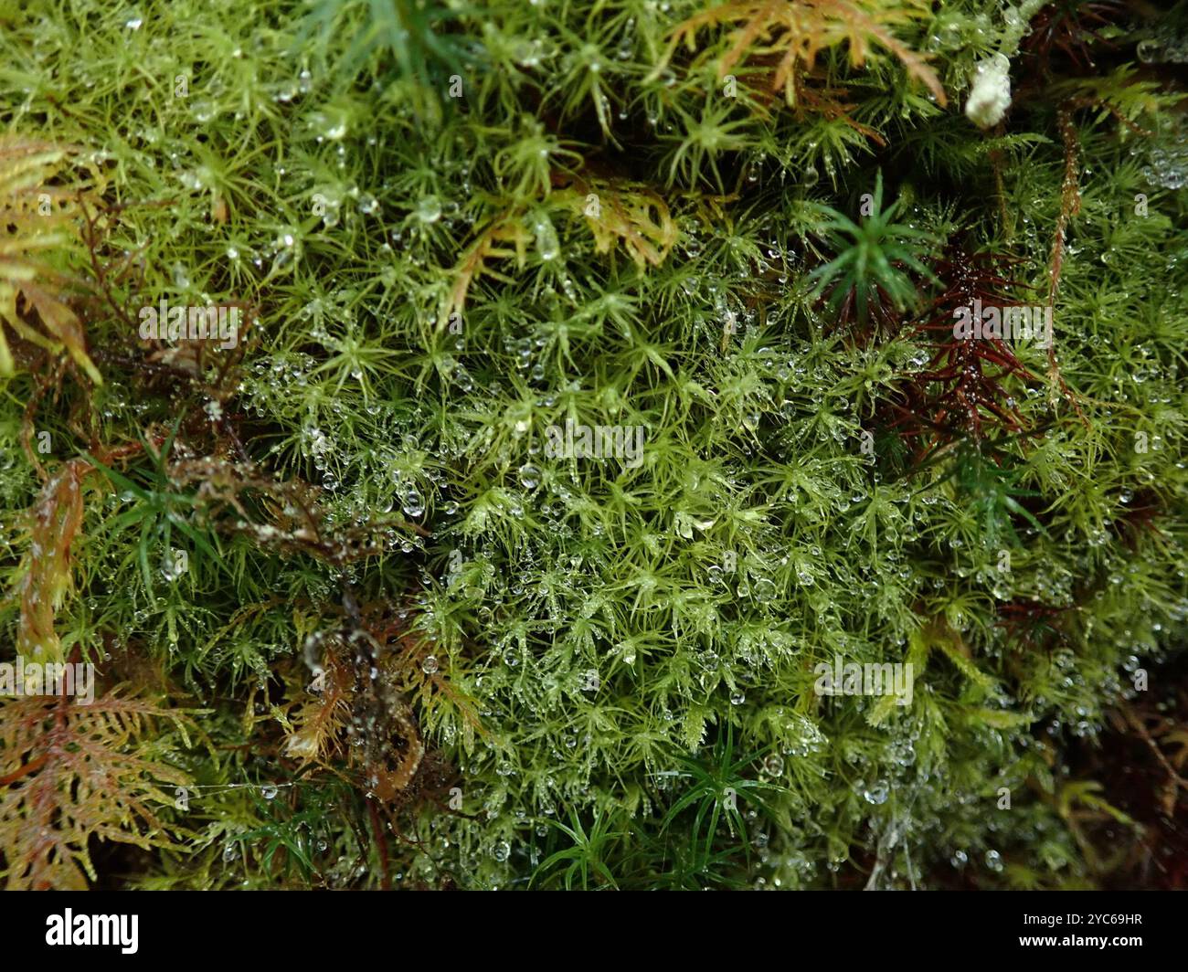 Common Apple-moss (Bartramia pomiformis) Plantae Stock Photo - Alamy