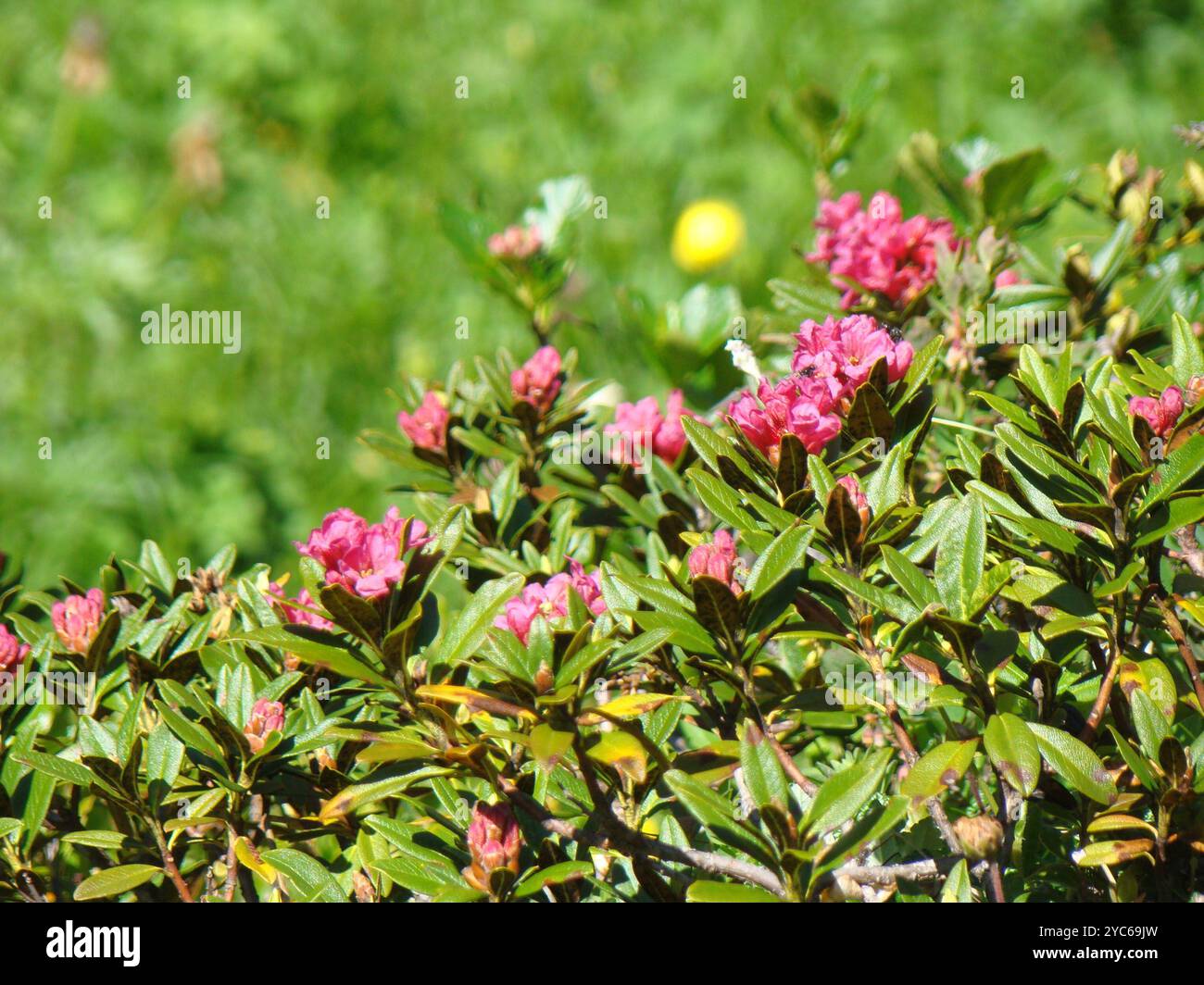 Rusty-leaved Alpenrose (Rhododendron ferrugineum) Plantae Stock Photo ...
