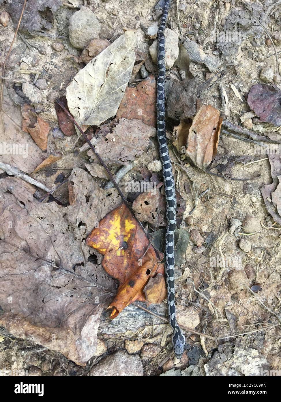 Eastern Ratsnake (Pantherophis alleghaniensis) Reptilia Stock Photo - Alamy