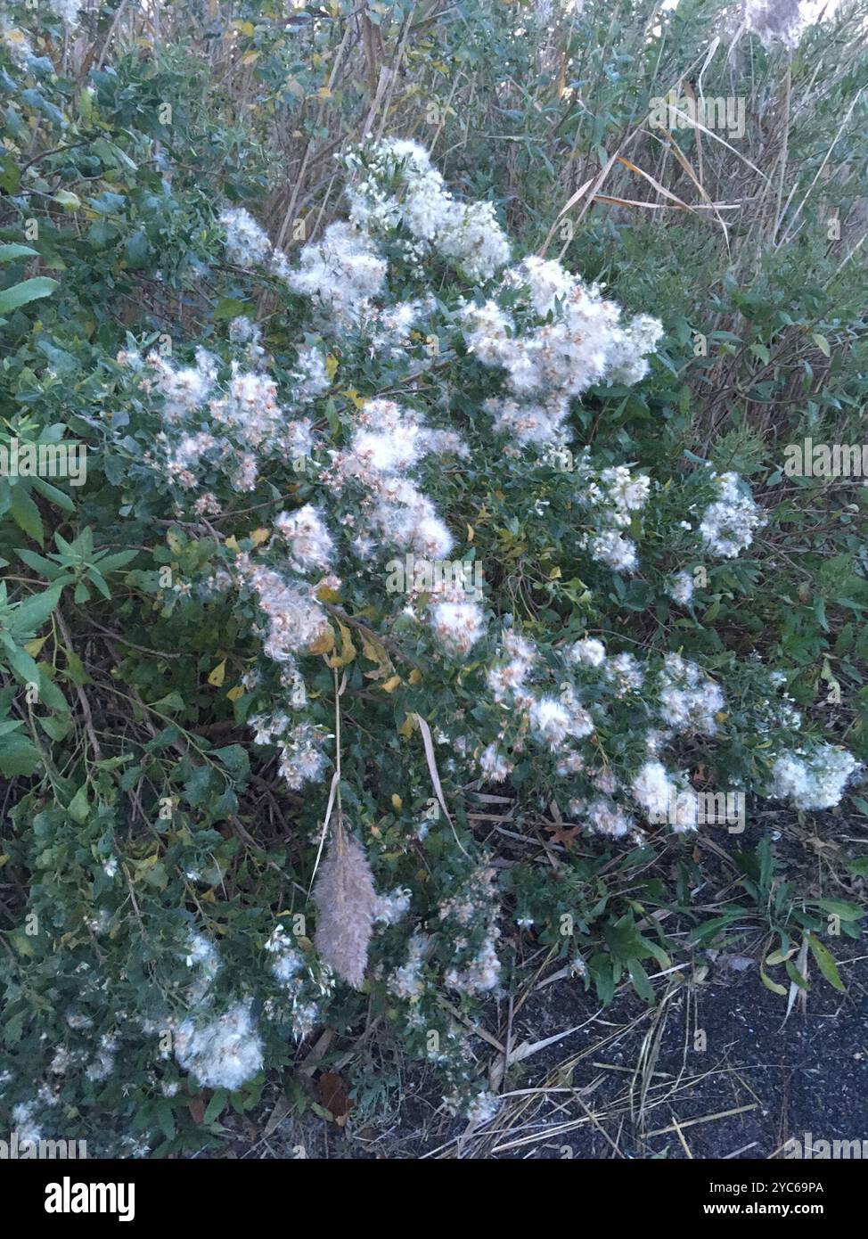 groundsel tree (Baccharis halimifolia) Plantae Stock Photo - Alamy