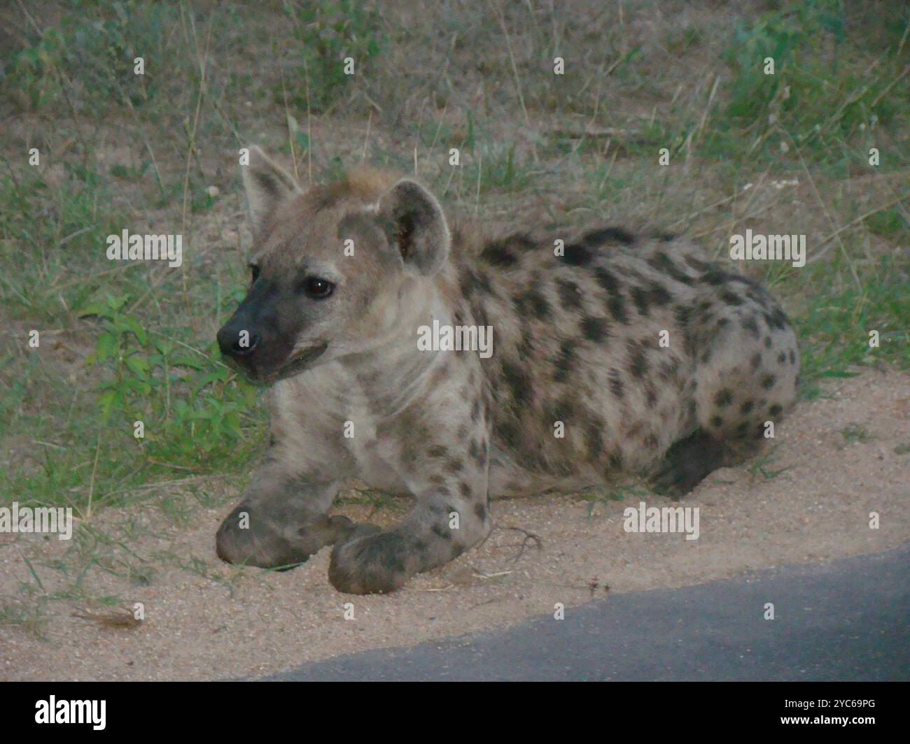 Spotted Hyena (Crocuta crocuta) Mammalia Stock Photo - Alamy