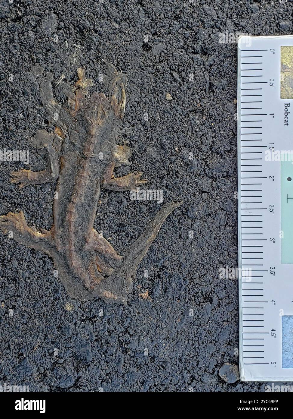 Pacific Newts (Taricha) Amphibia Stock Photo - Alamy