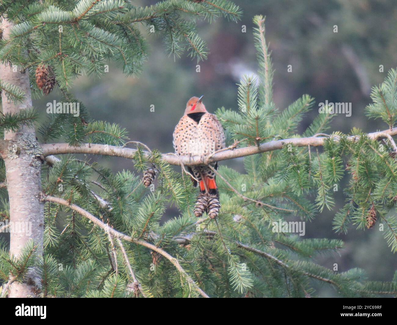 Northern Flicker (Colaptes auratus) Aves Stock Photo - Alamy