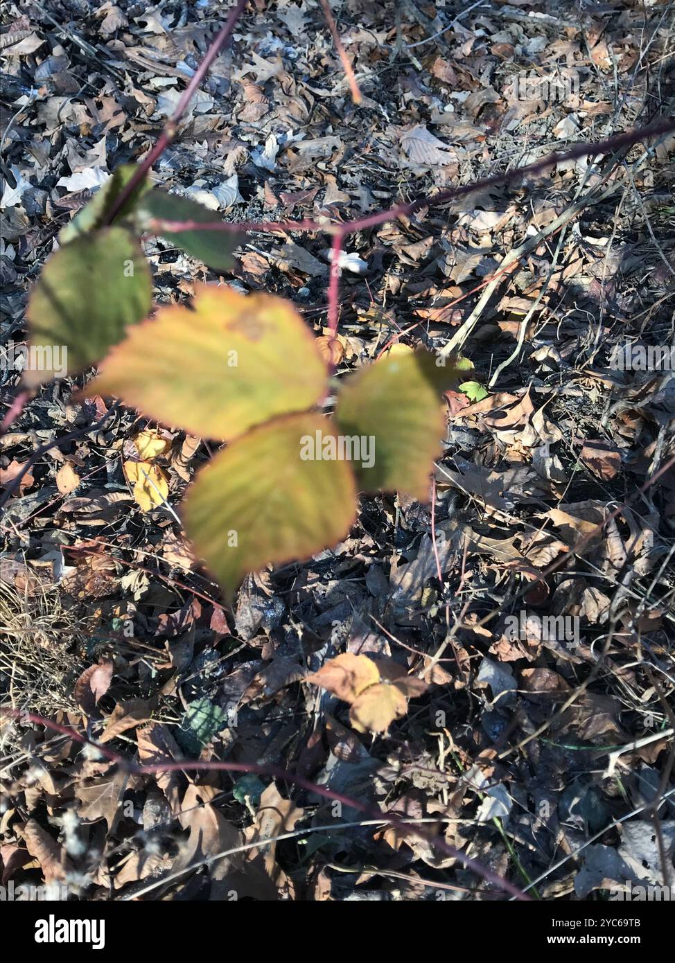 brambles (Rubus) Plantae Stock Photo - Alamy