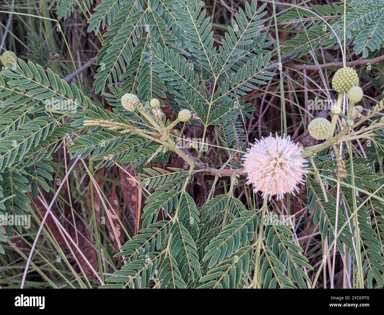 White leadtree (Leucaena leucocephala) Plantae Stock Photo - Alamy
