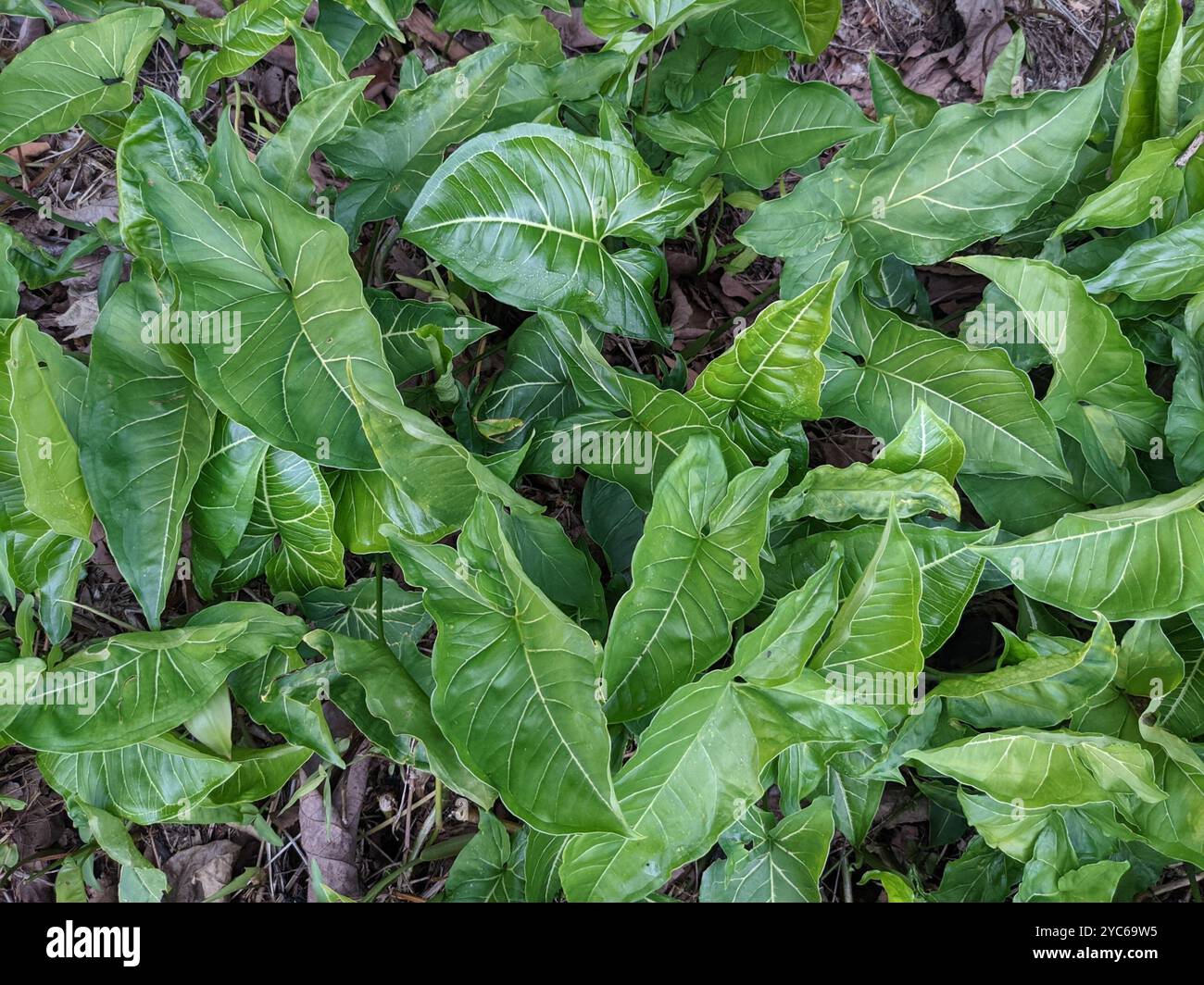 Goosefoot-plant (Syngonium podophyllum) Plantae Stock Photo - Alamy
