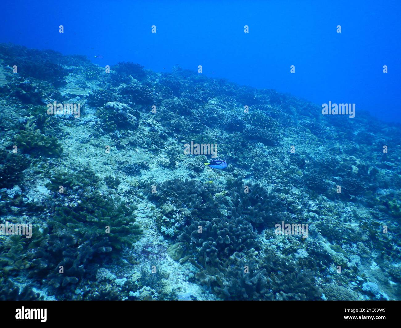 Palette Tang (Paracanthurus hepatus) Actinopterygii Stock Photo - Alamy