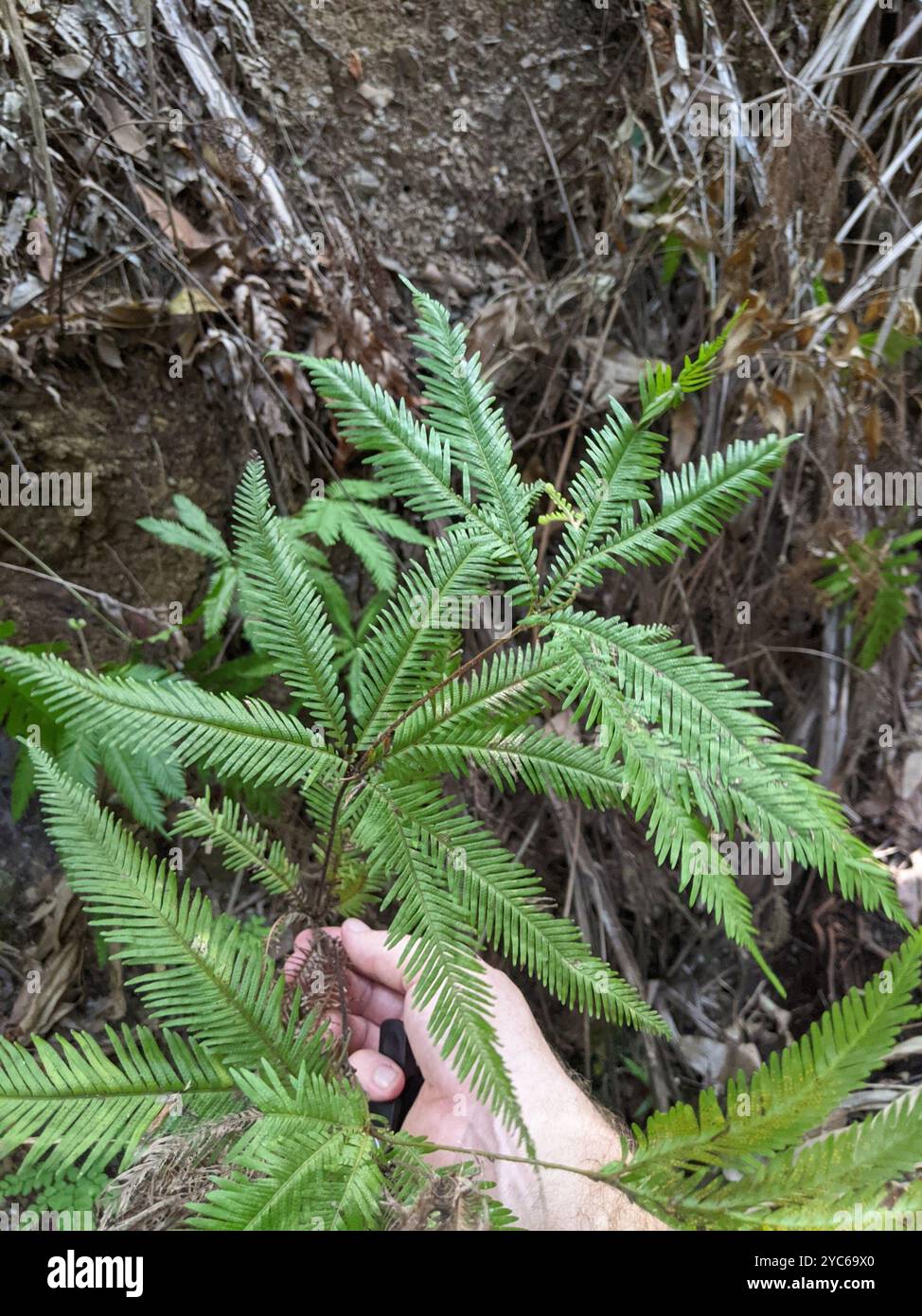 Shiny Fan Fern (Sticherus flabellatus flabellatus) Plantae Stock Photo ...