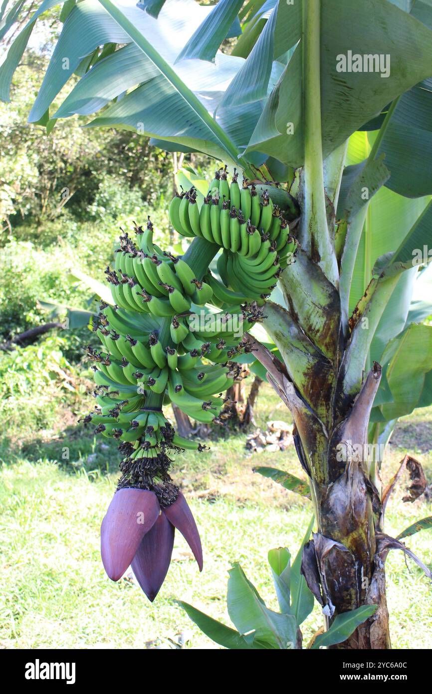 Cavendish banana (Musa acuminata) Plantae Stock Photo - Alamy