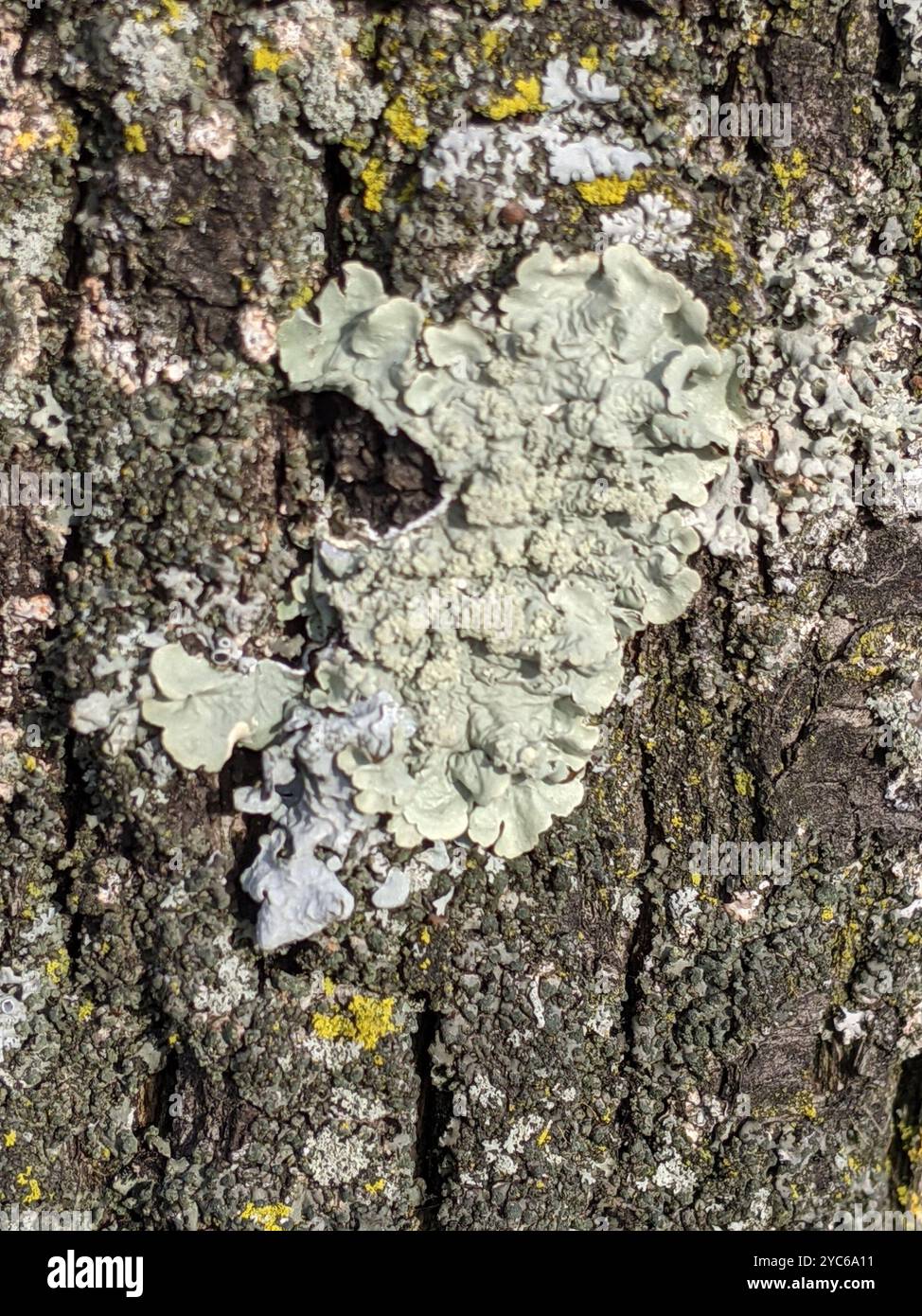 common greenshield lichen (Flavoparmelia caperata) Fungi Stock Photo ...