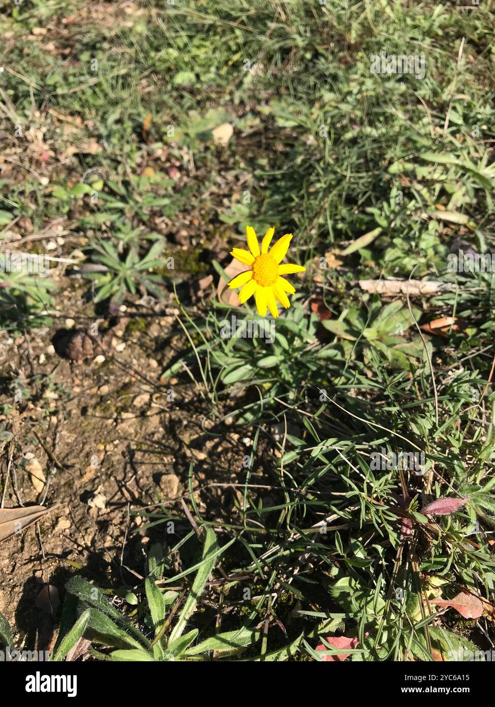 Stemmy Four-nerved Daisy (Tetraneuris scaposa) Plantae Stock Photo - Alamy