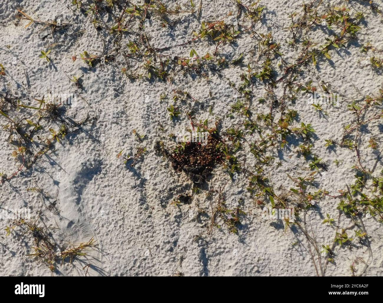 Carnivorans (Carnivora) Mammalia Stock Photo - Alamy