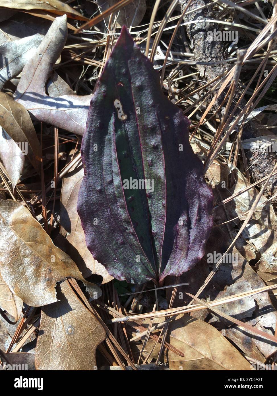 crane-fly orchid (Tipularia discolor) Plantae Stock Photo - Alamy