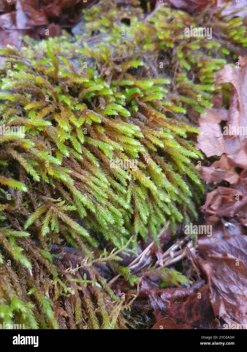 squirrel-tail moss (Leucodon sciuroides) Plantae Stock Photo - Alamy