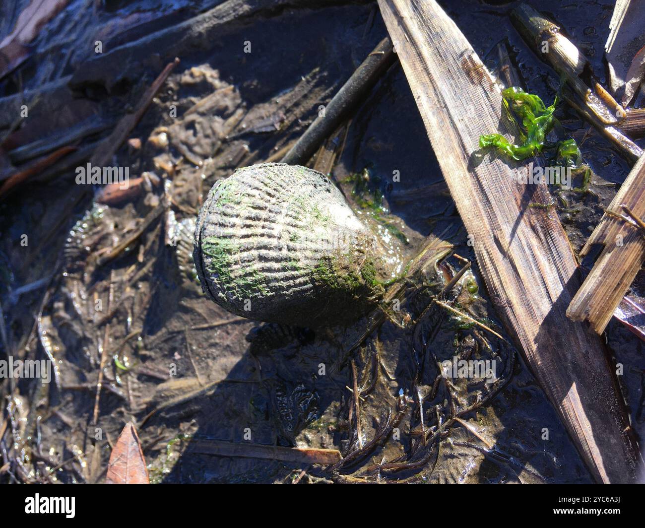 Atlantic Ribbed Mussel (Geukensia demissa) Mollusca Stock Photo - Alamy