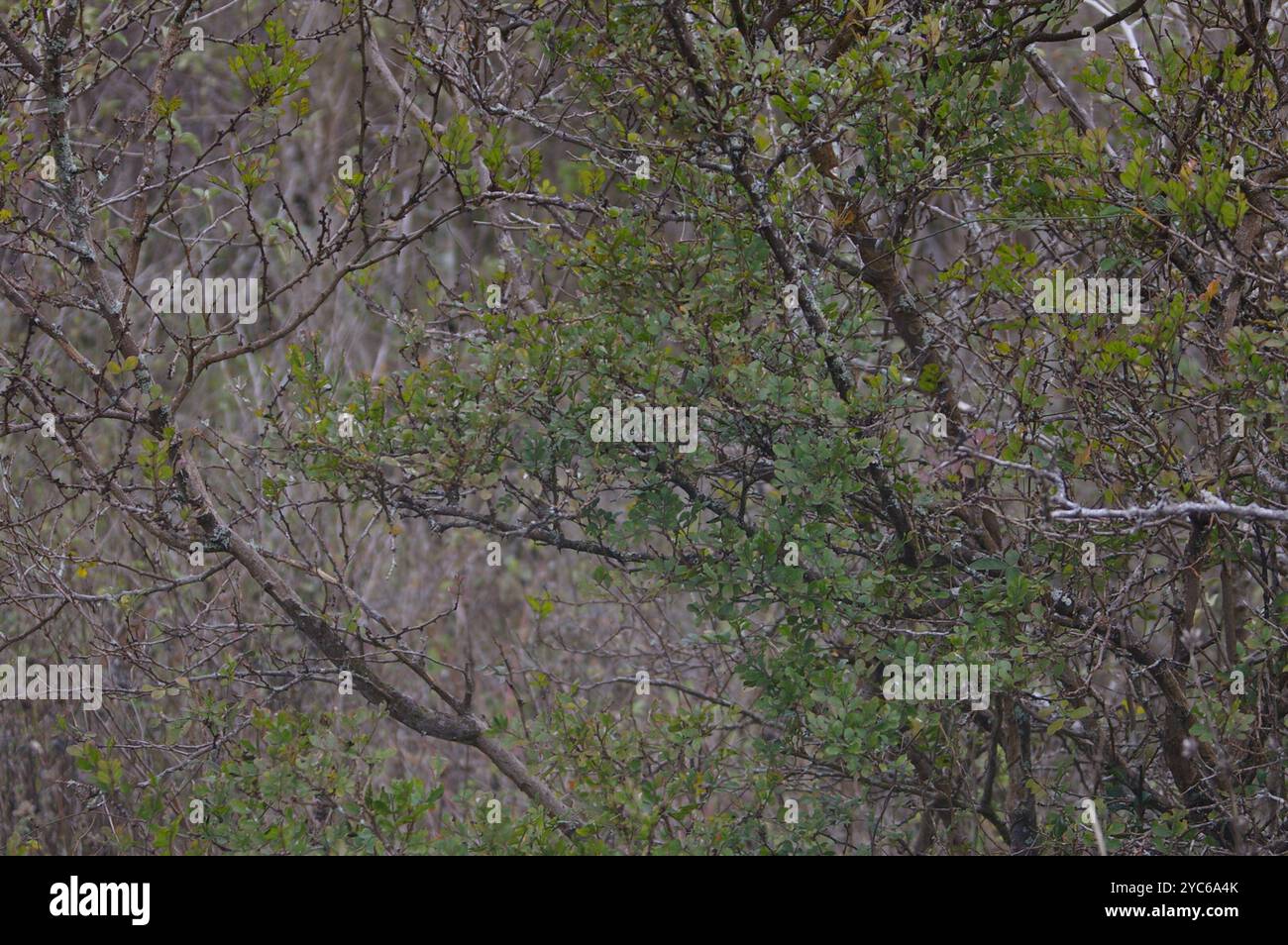 Lime Prickly-ash (Zanthoxylum fagara) Plantae Stock Photo - Alamy
