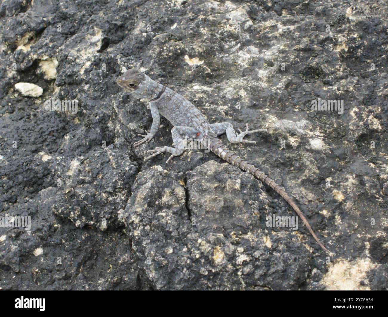 Merrem's Madagascar Swift (Oplurus cyclurus) Reptilia Stock Photo - Alamy