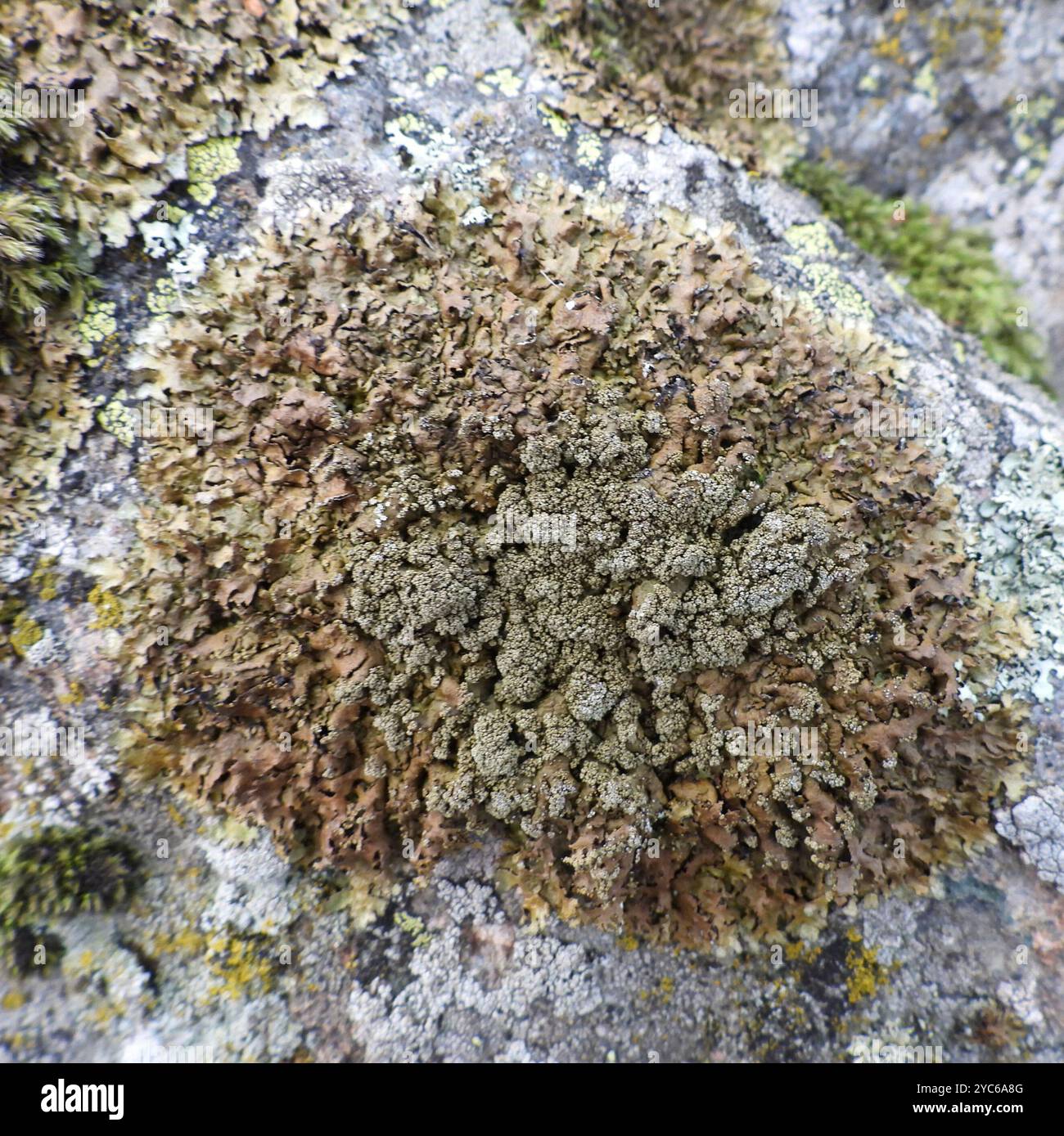 Loxodes hi-res stock photography and images - Alamy