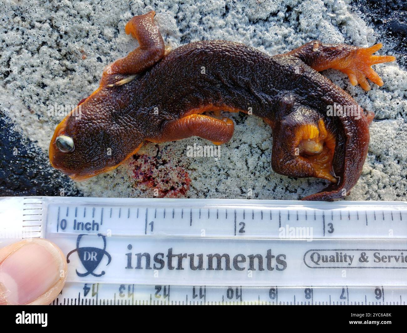 Pacific Newts (Taricha) Amphibia Stock Photo - Alamy