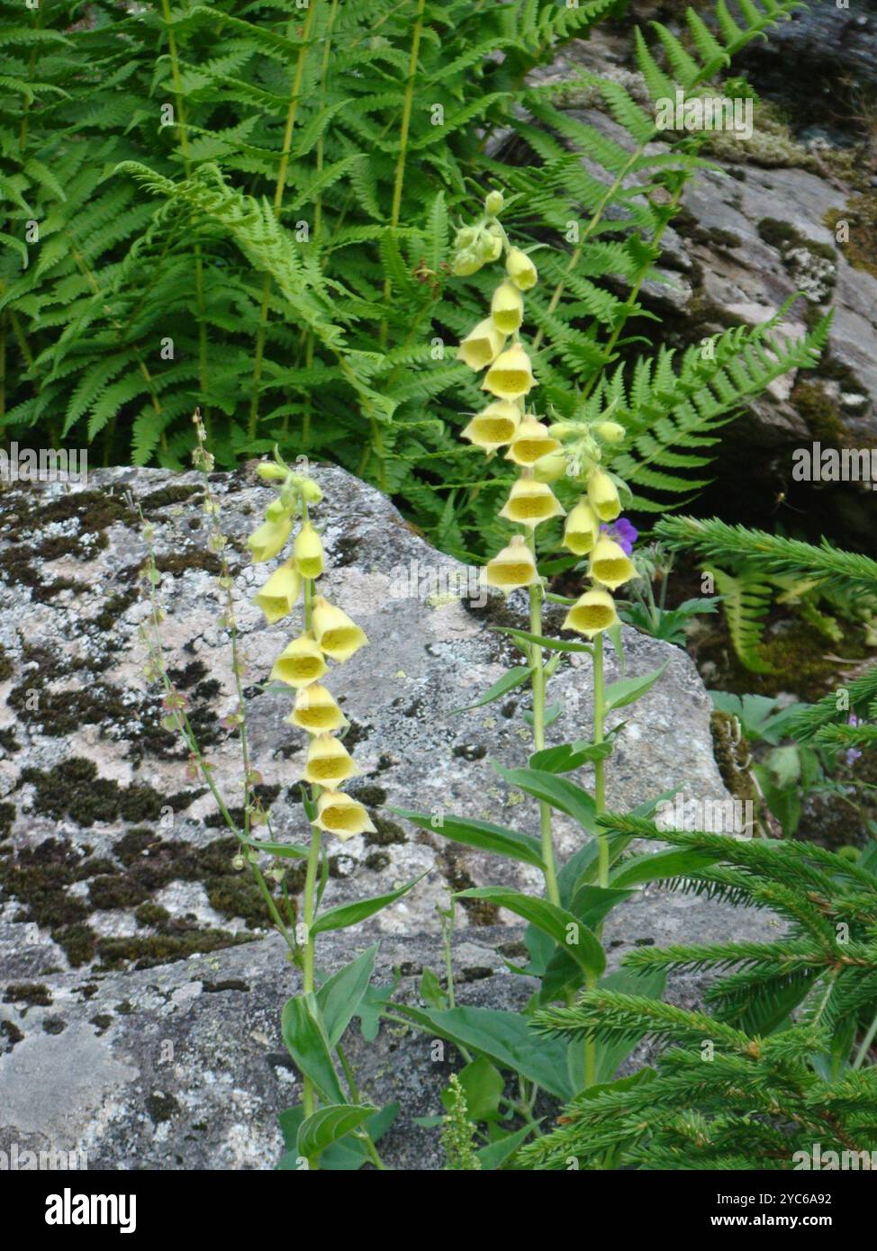 Yellow Foxglove (Digitalis grandiflora) Plantae Stock Photo - Alamy